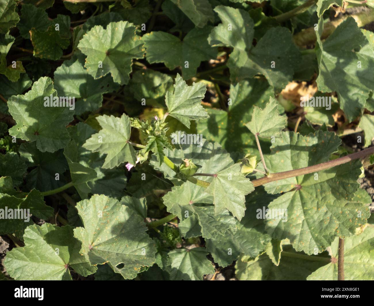 Cretan mallow (Malva multiflora) Plantae Stock Photo - Alamy