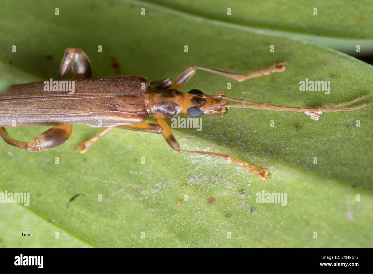 (Oedemera femoralis) Insecta Stock Photo - Alamy