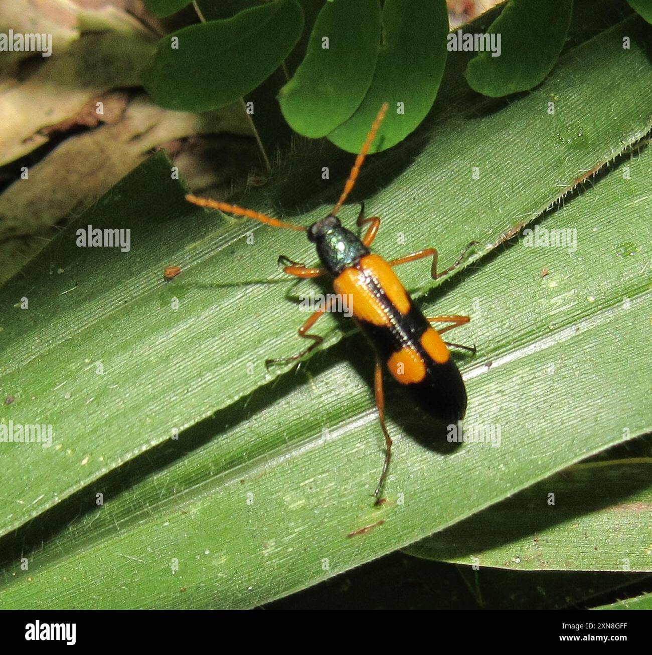 Strongylium hi-res stock photography and images - Alamy