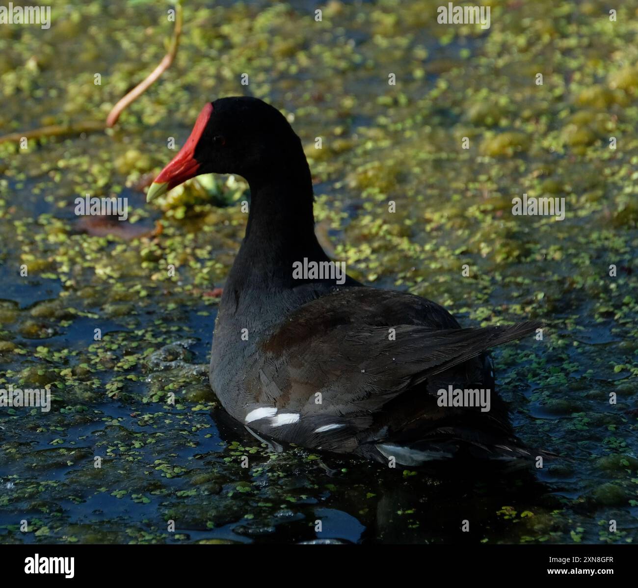 Common Gallinule (Gallinula galeata) Aves Stock Photo - Alamy