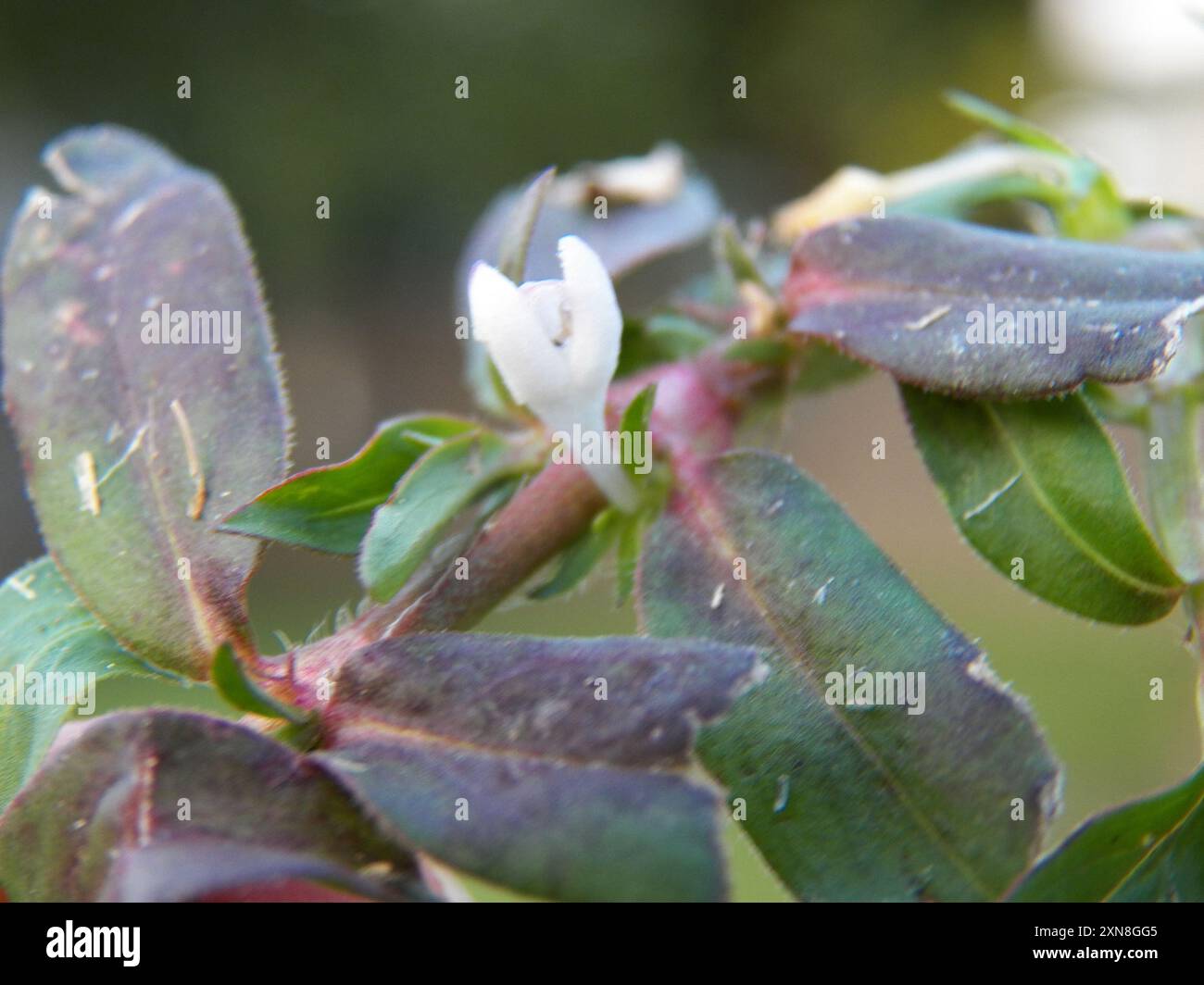 buttonweed (Diodia virginiana) Plantae Stock Photo - Alamy