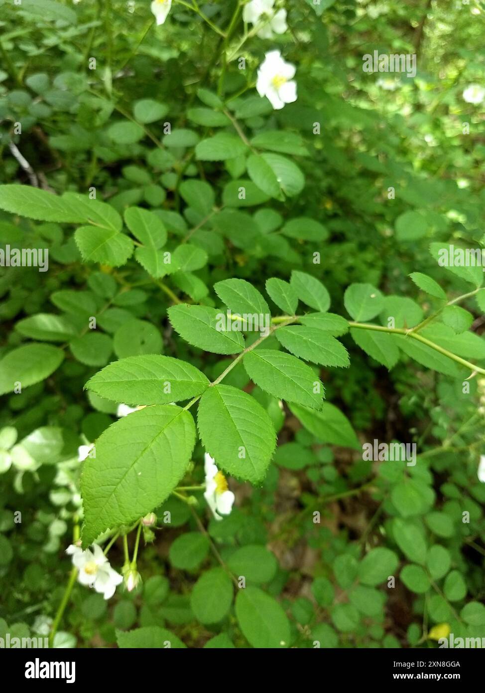 multiflora rose (Rosa multiflora) Plantae Stock Photo - Alamy