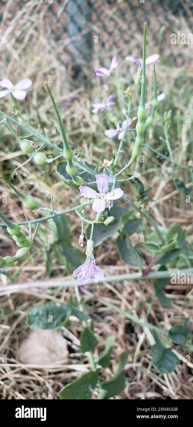 wild and domestic radish (Raphanus raphanistrum sativus) Plantae Stock ...