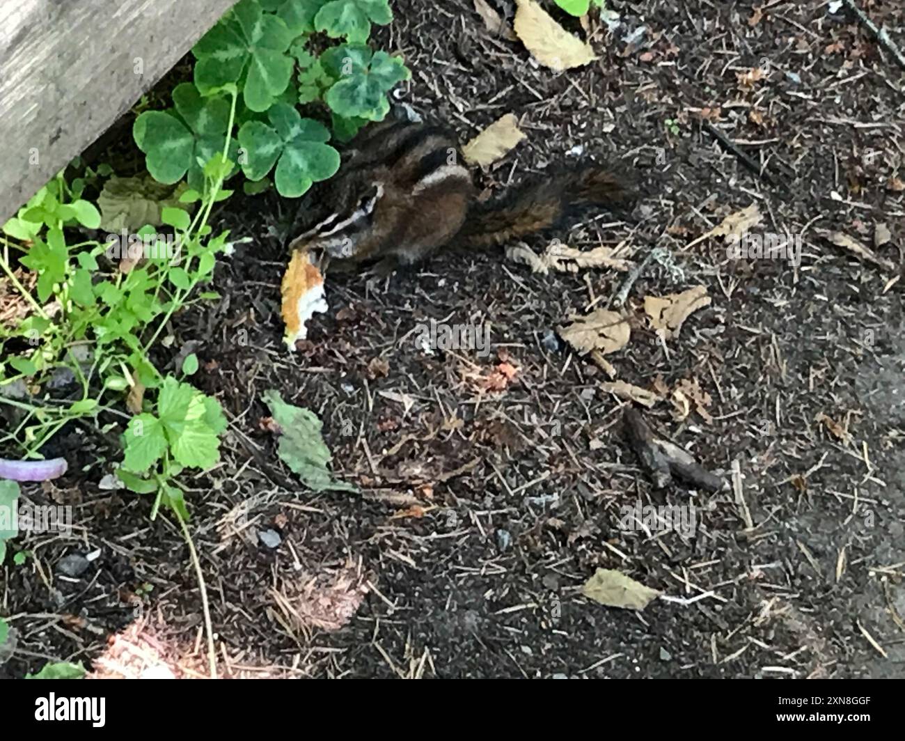 Sonoma Chipmunk (Neotamias sonomae) Mammalia Stock Photo - Alamy