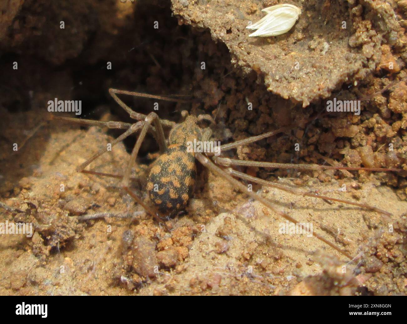 Recluse Spiders (Loxosceles) Arachnida Stock Photo - Alamy