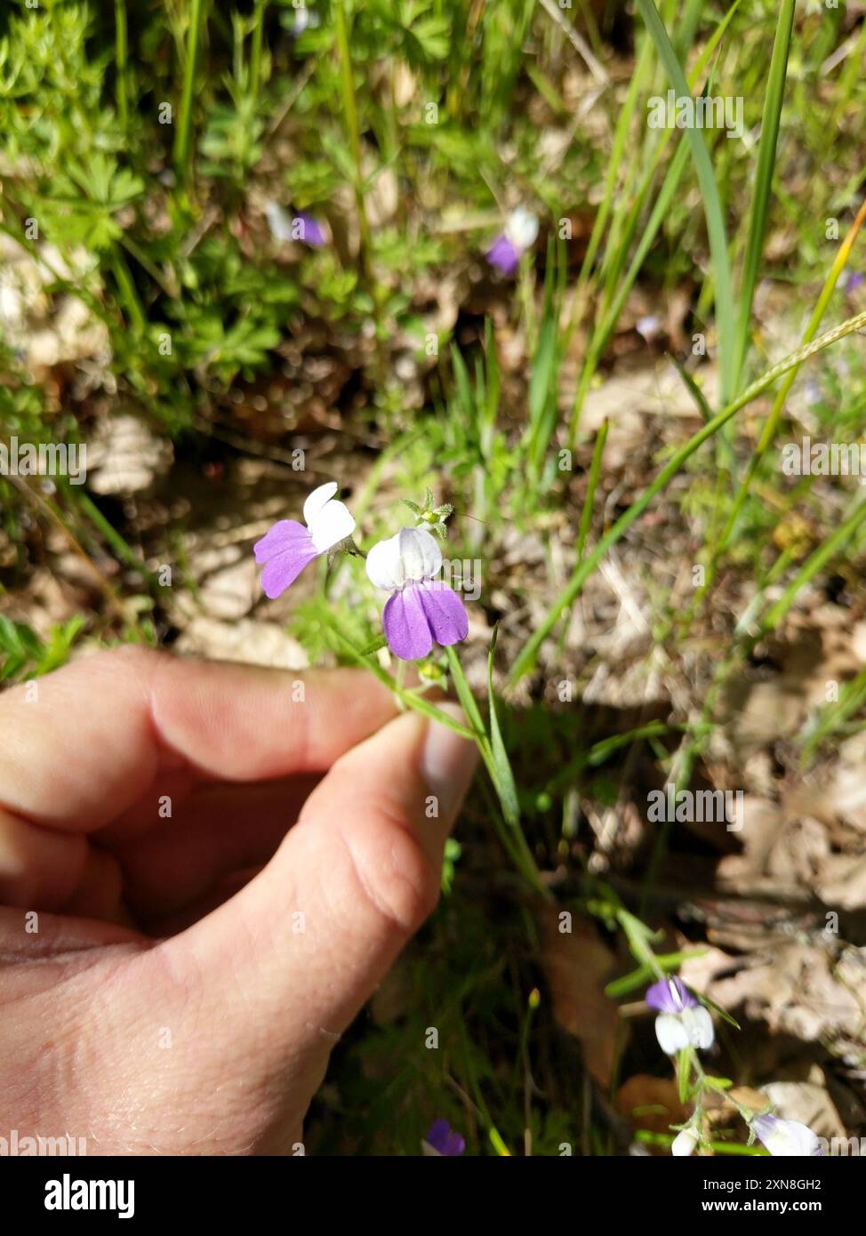 narrowleaf blue-eyed Mary (Collinsia linearis) Plantae Stock Photo - Alamy