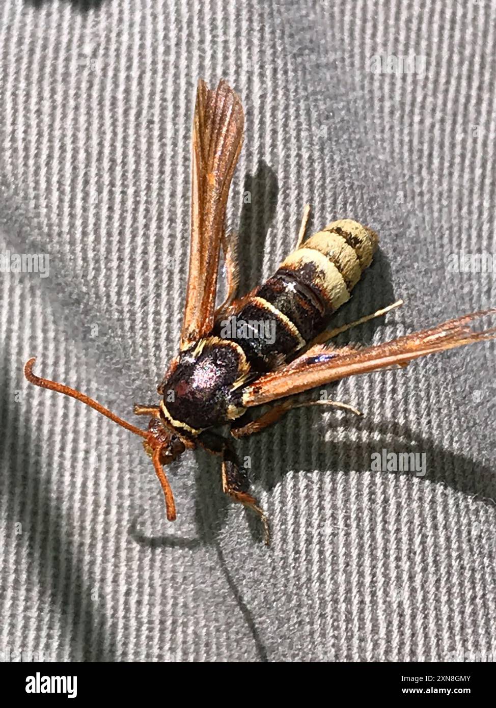 Paranthrene hi-res stock photography and images - Alamy