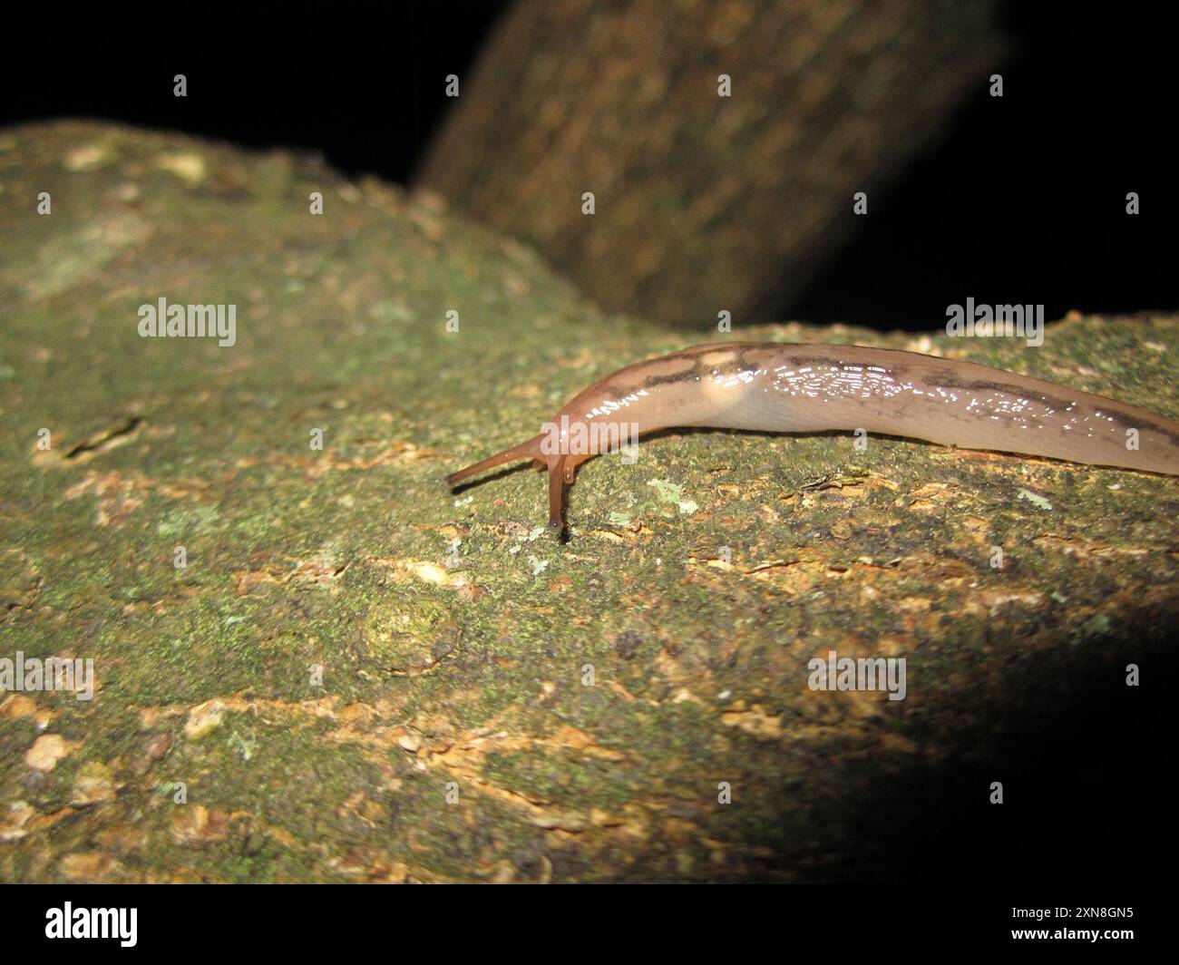 Threeband Slugs (Ambigolimax) Mollusca Stock Photo - Alamy
