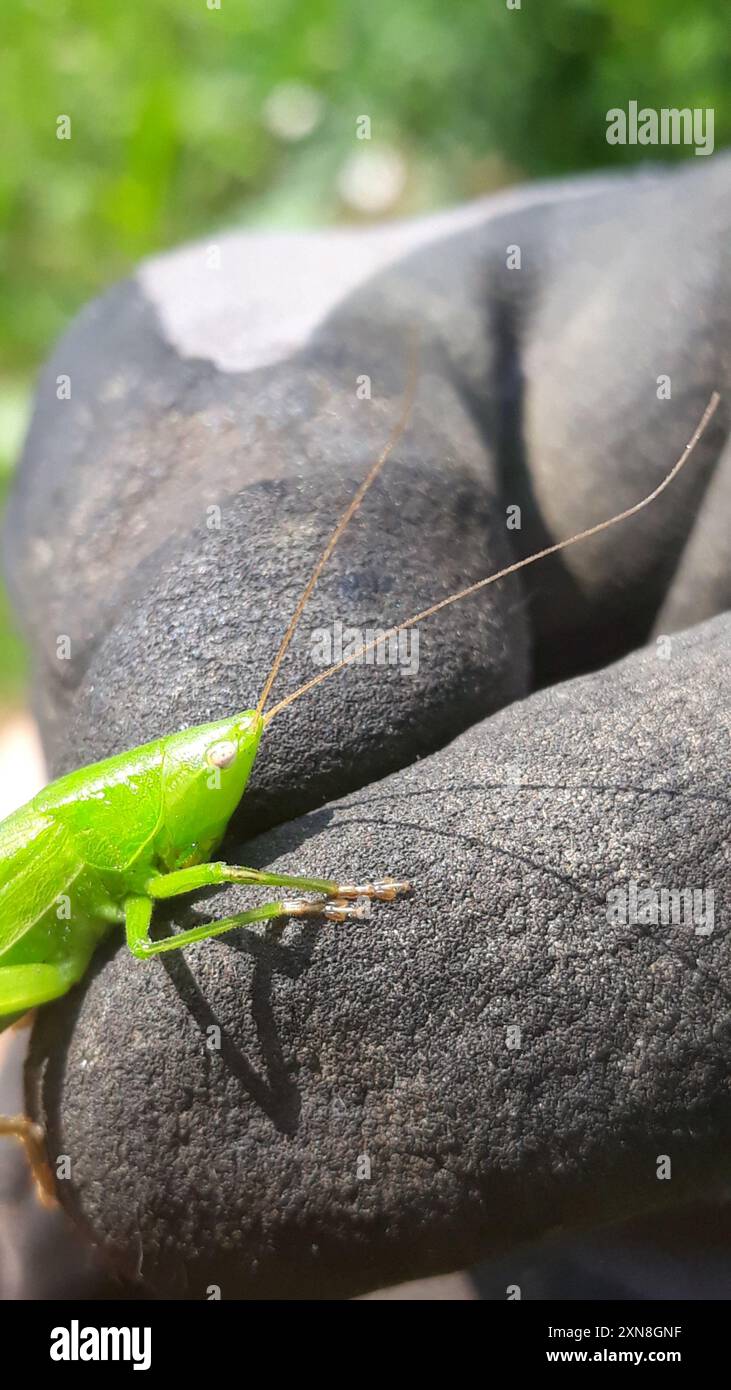 Large Conehead (Ruspolia nitidula) Insecta Stock Photo - Alamy