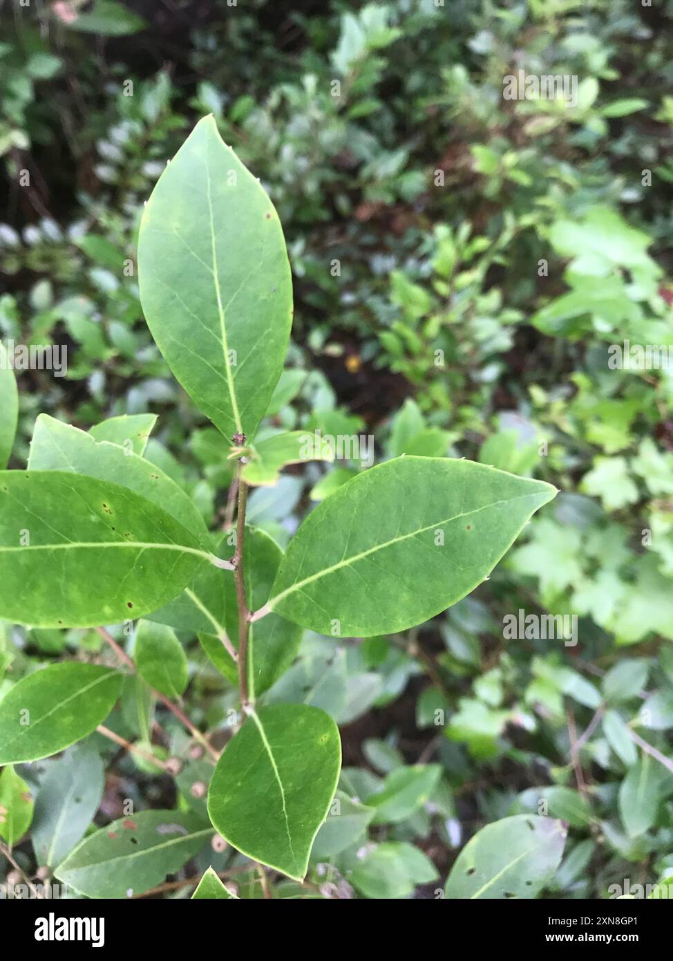 Large Gallberry (Ilex coriacea) Plantae Stock Photo - Alamy