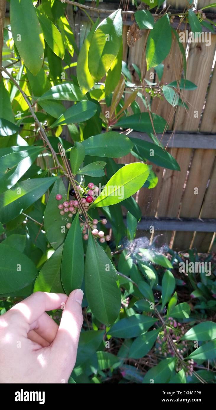 shoebutton Ardisia (Ardisia elliptica) Plantae Stock Photo - Alamy