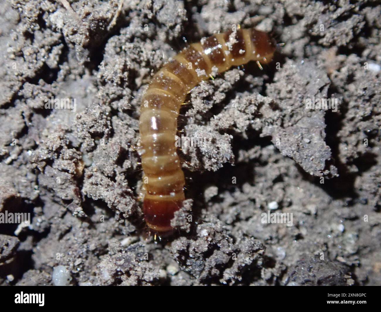 Beetles (Coleoptera) Insecta Stock Photo - Alamy