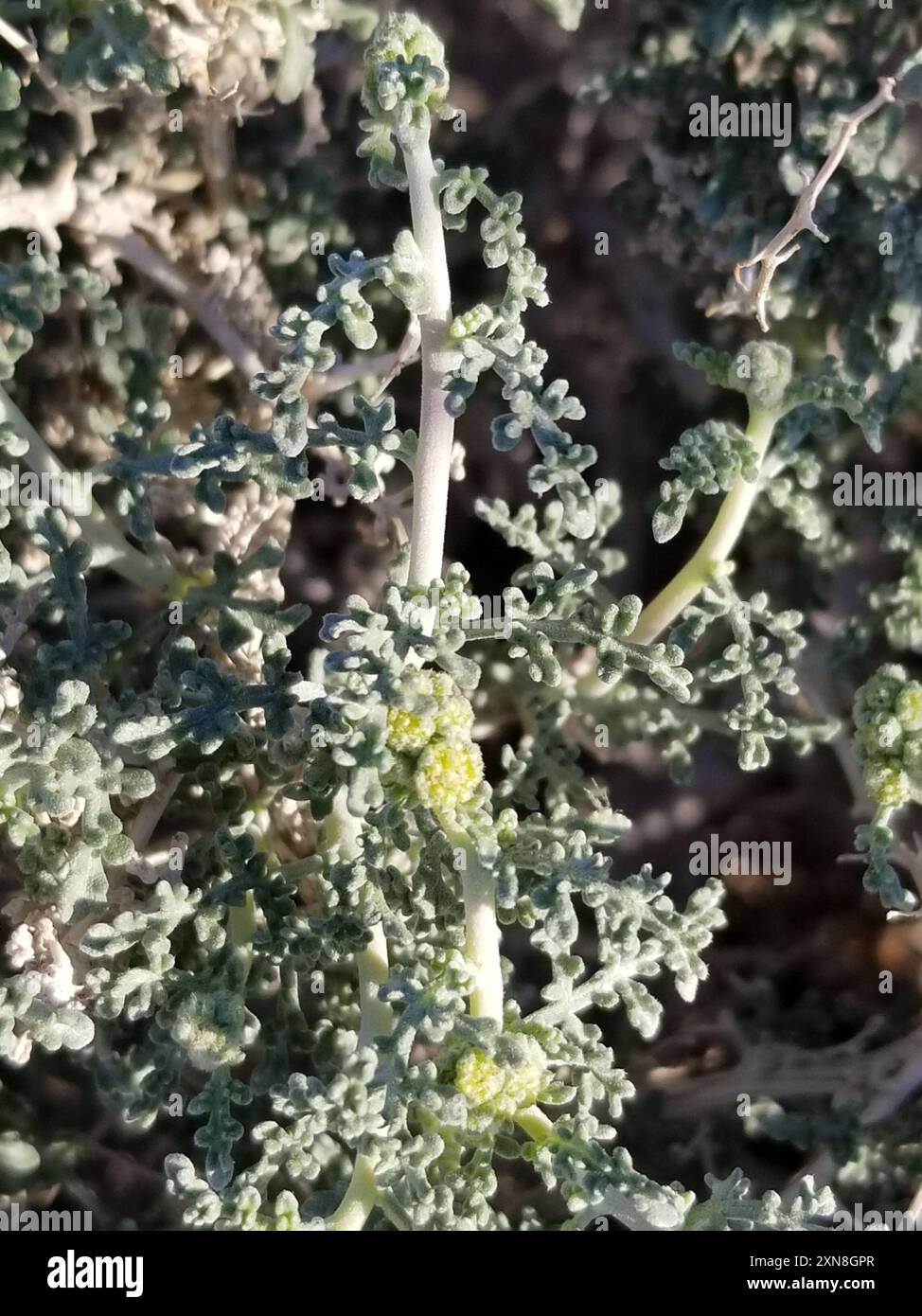 Burrobush (Ambrosia dumosa) Plantae Stock Photo - Alamy