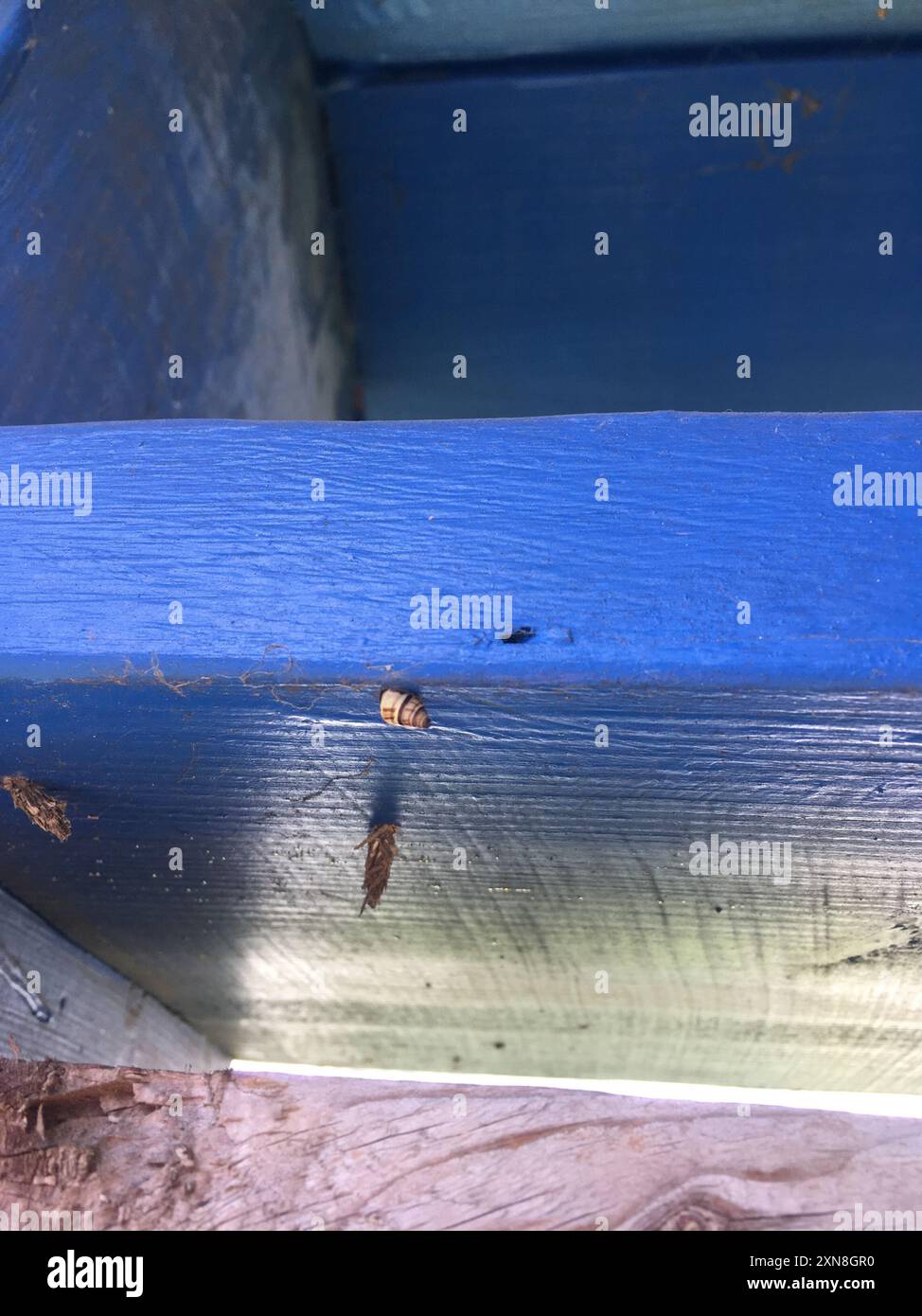 Lined Treesnail (Mesembrinus multilineatus) Mollusca Stock Photo - Alamy