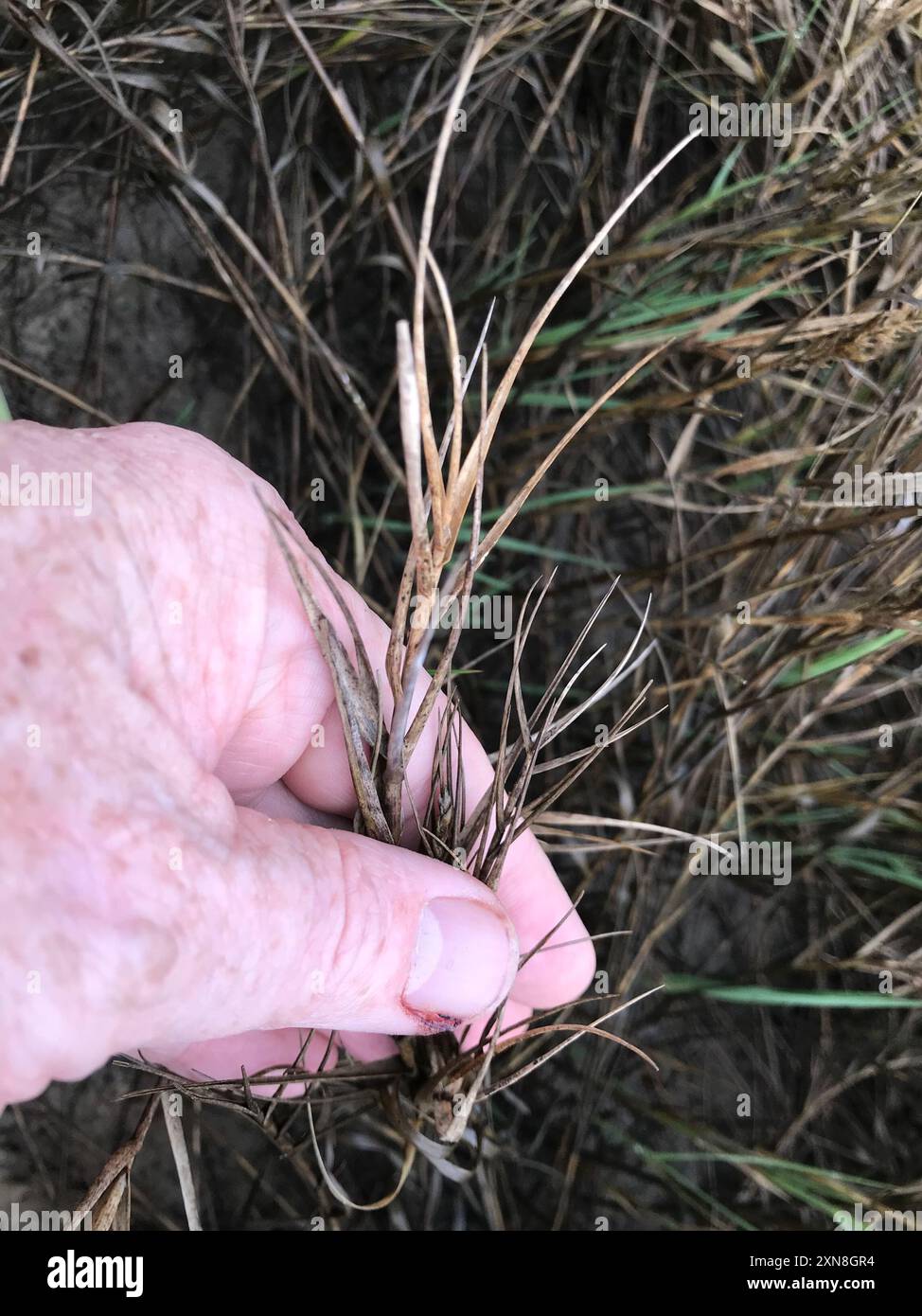 Saltgrass (Distichlis spicata) Plantae Stock Photo - Alamy