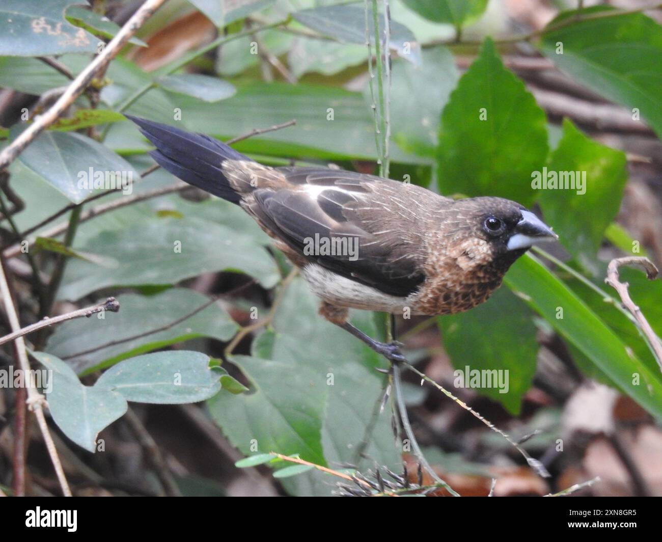White-rumped Munia (Lonchura striata) Aves Stock Photo - Alamy