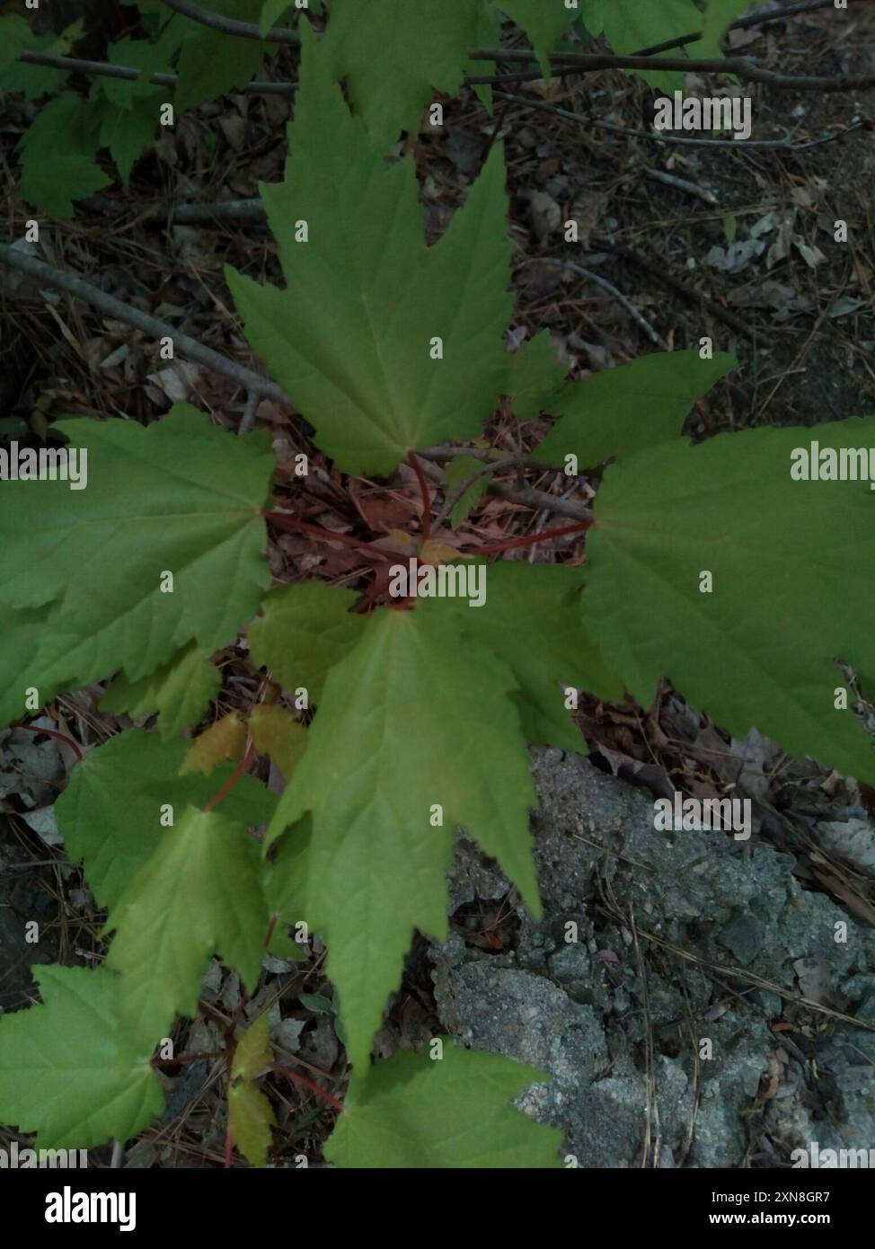 red maple (Acer rubrum) Plantae Stock Photo - Alamy