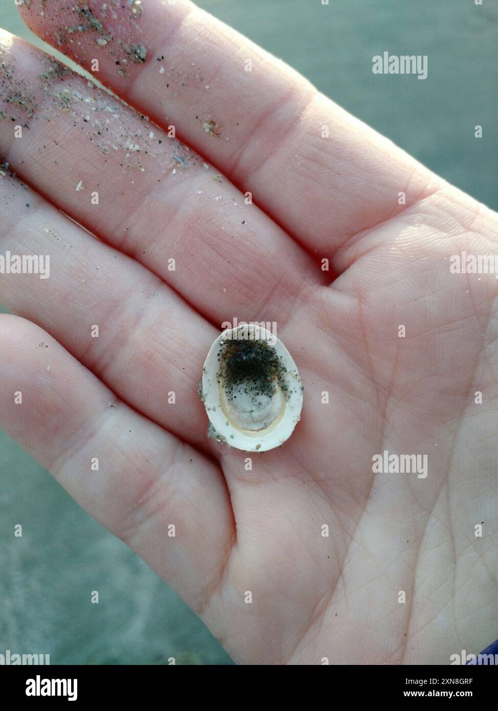Tortoiseshell Limpet (Testudinalia testudinalis) Mollusca Stock Photo ...