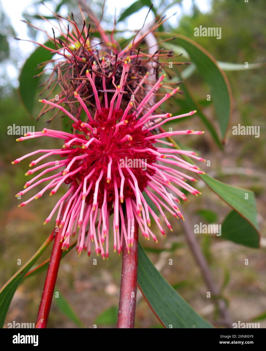 Hakea laurina hi-res stock photography and images - Alamy