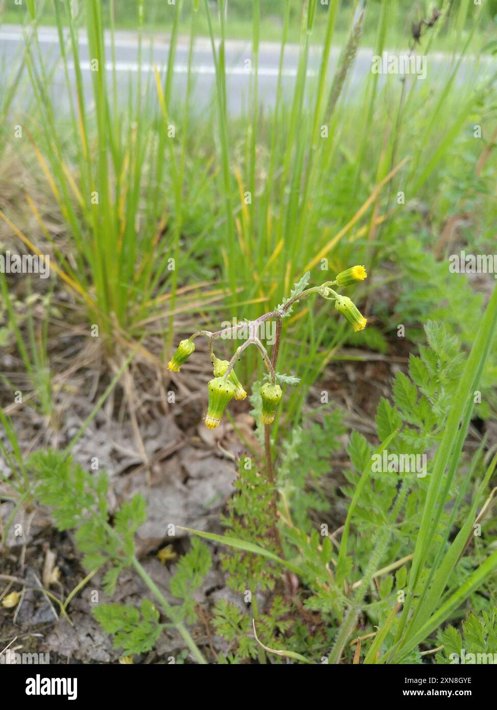 common groundsel (Senecio vulgaris) Plantae Stock Photo - Alamy