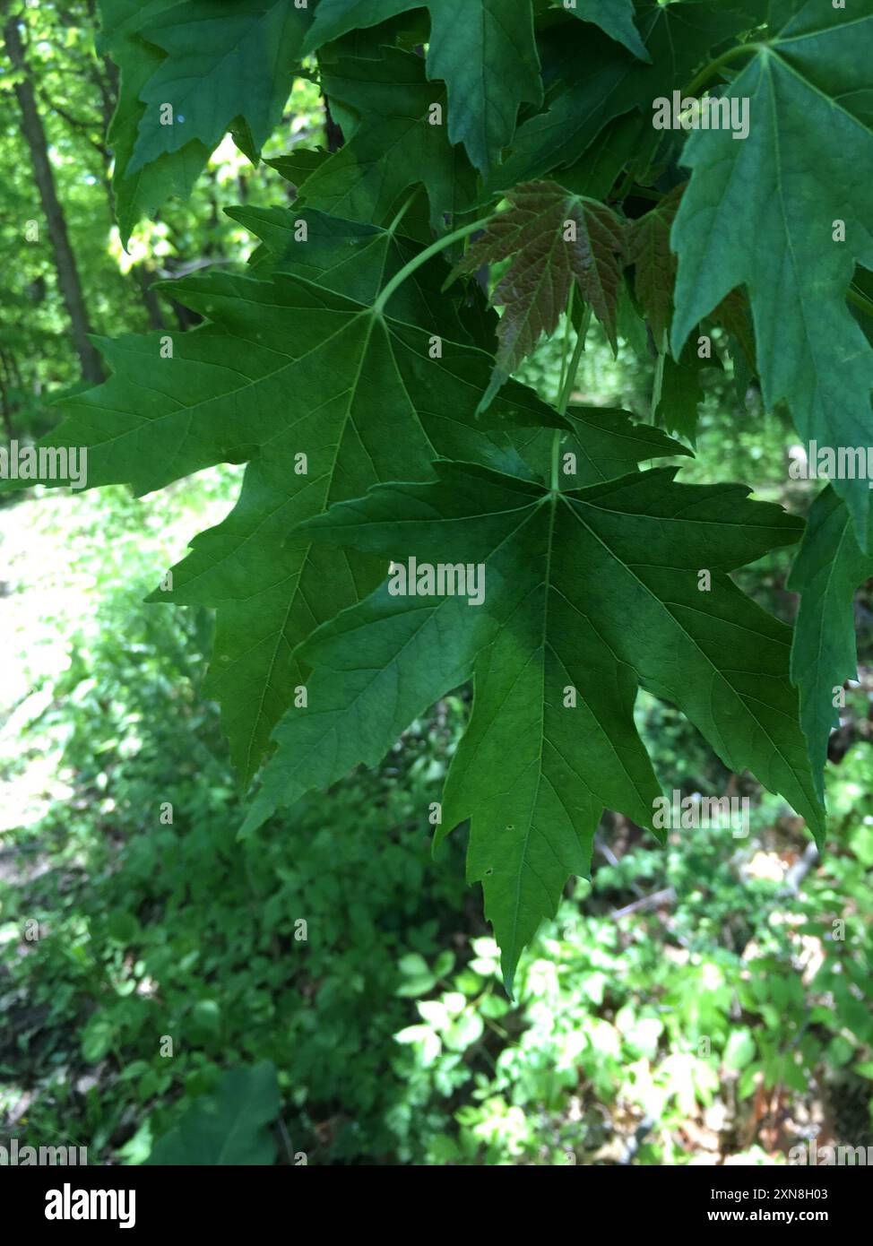 silver maple (Acer saccharinum) Plantae Stock Photo - Alamy