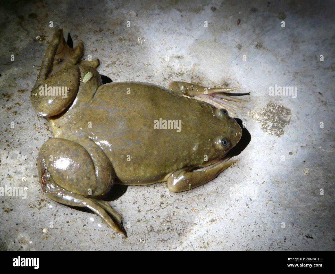 African Clawed Frog (Xenopus laevis) Amphibia Stock Photo - Alamy
