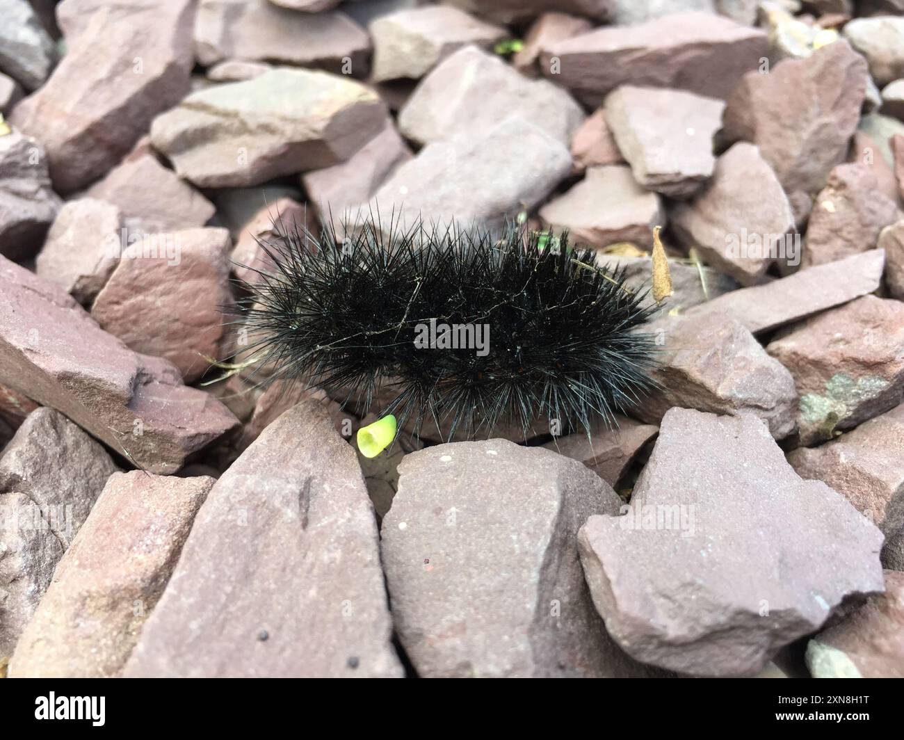 Giant Leopard Moth (Hypercompe scribonia) Insecta Stock Photo - Alamy