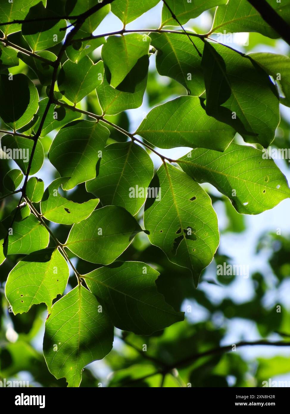 Subcostate Crape Myrtle (Lagerstroemia subcostata) Plantae Stock Photo ...