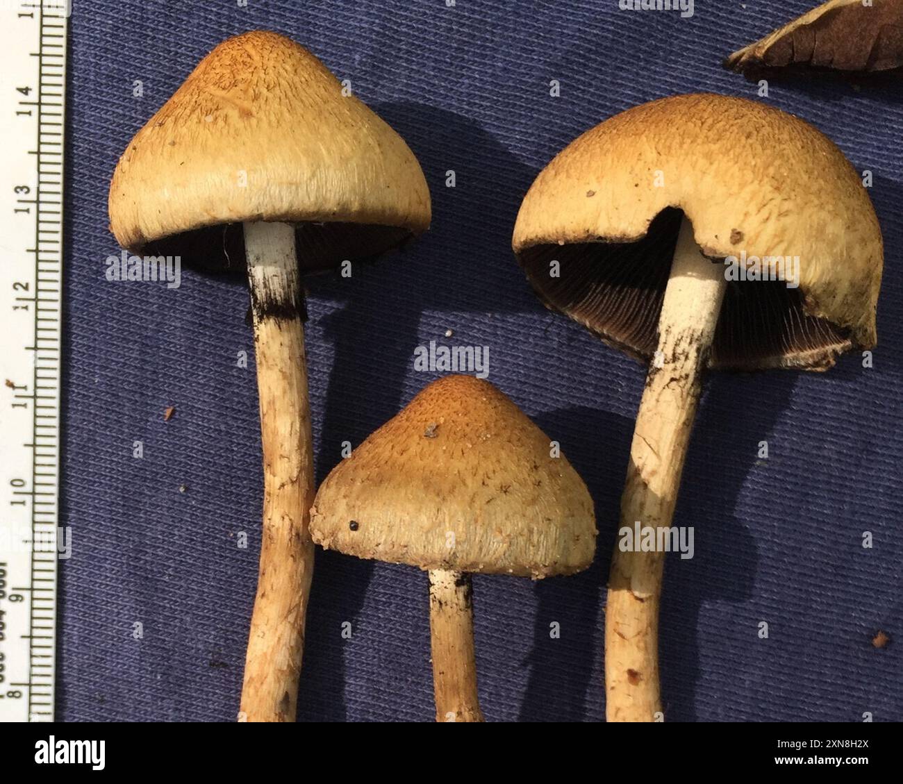 weeping widow (Lacrymaria lacrymabunda) Fungi Stock Photo - Alamy