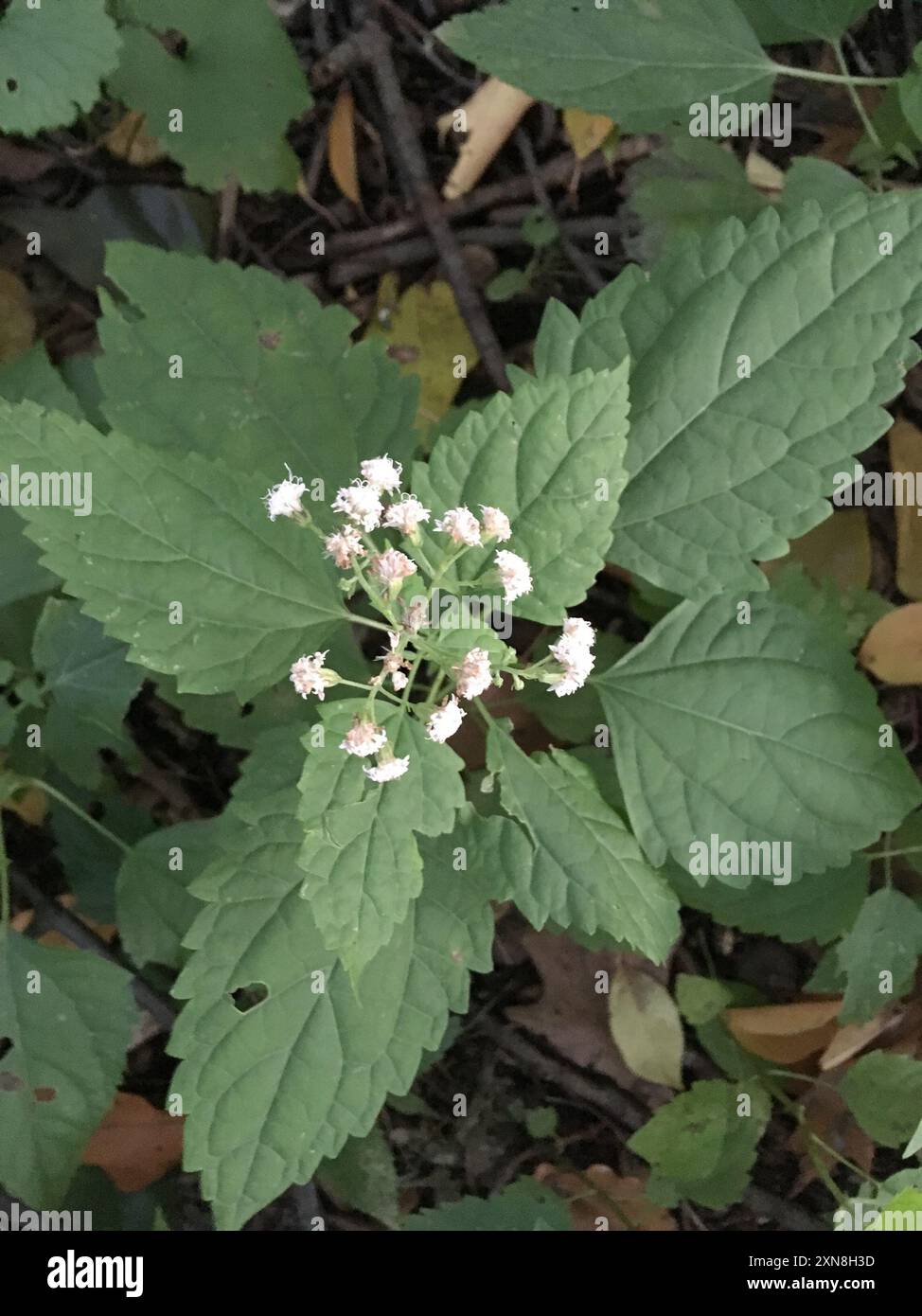 white snakeroot (Ageratina altissima) Plantae Stock Photo - Alamy