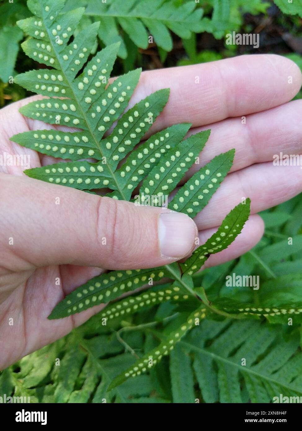 polypody ferns (Polypodium) Plantae Stock Photo - Alamy