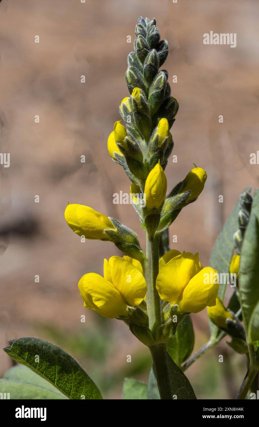 Goldenbean hi-res stock photography and images - Alamy