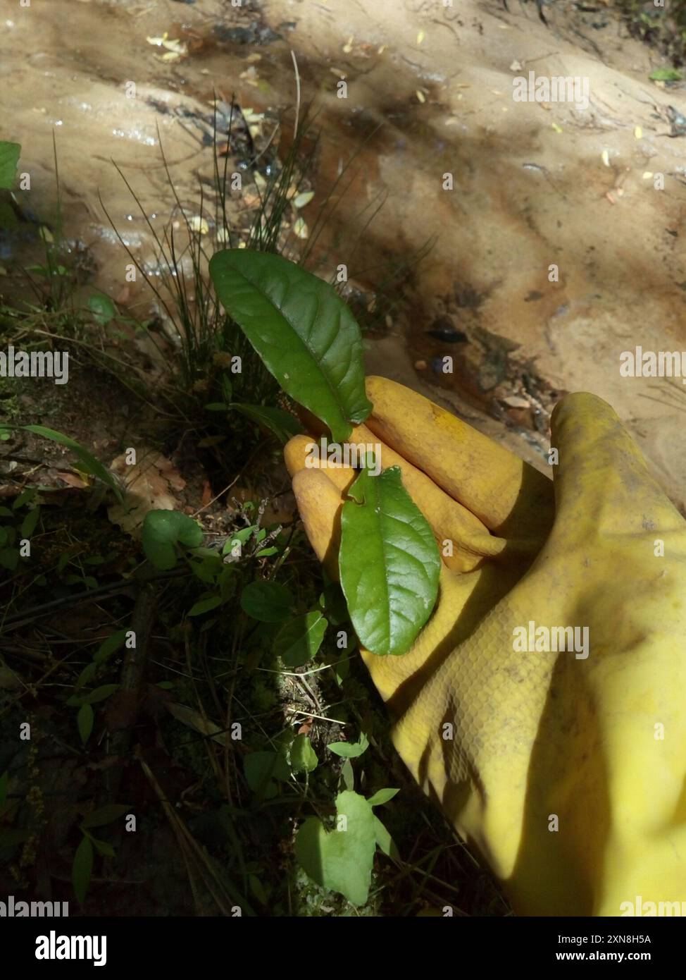 cross vine (Bignonia capreolata) Plantae Stock Photo - Alamy