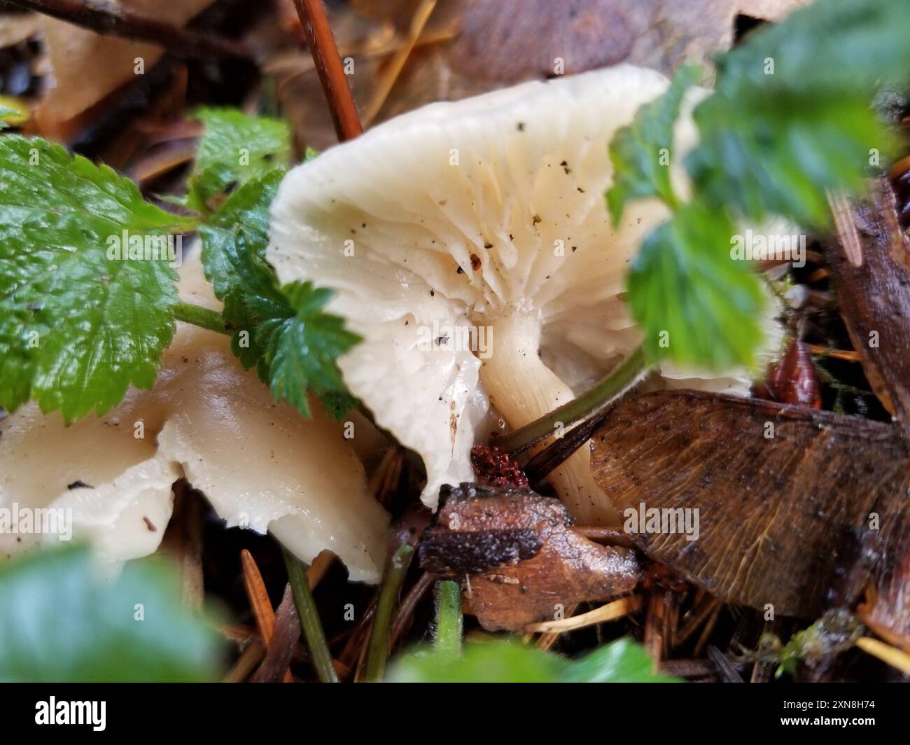Fragrant Funnel (Clitocybe fragrans) Fungi Stock Photo - Alamy