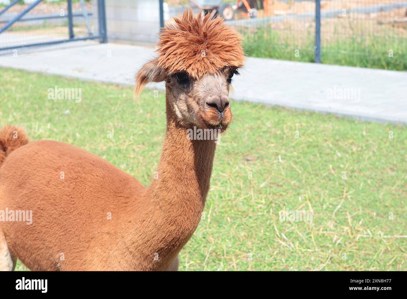 Cute brown alpaca on farm in summer. Pets and breeding of llamas. Wool ...