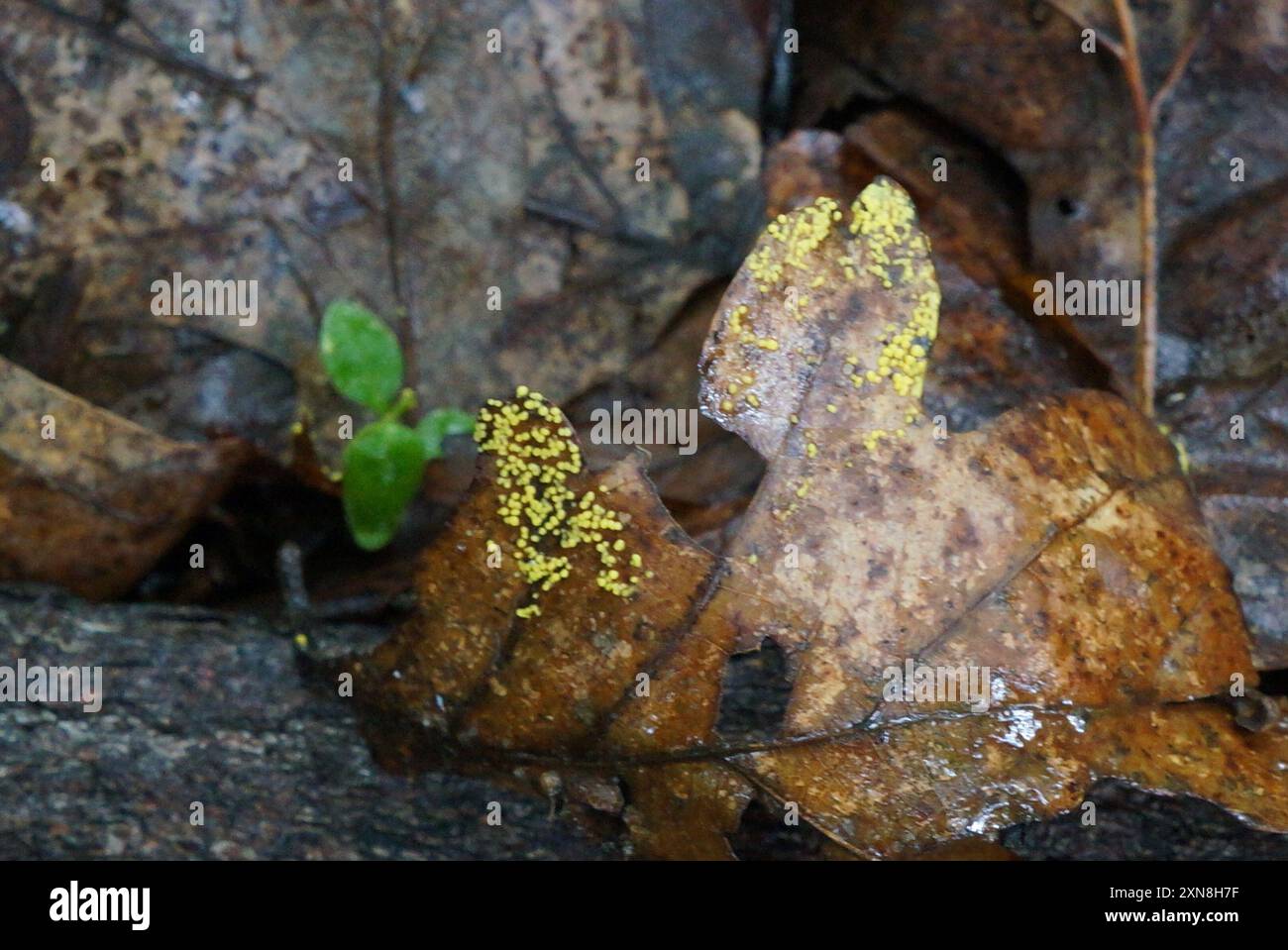 True slime molds hi-res stock photography and images - Alamy