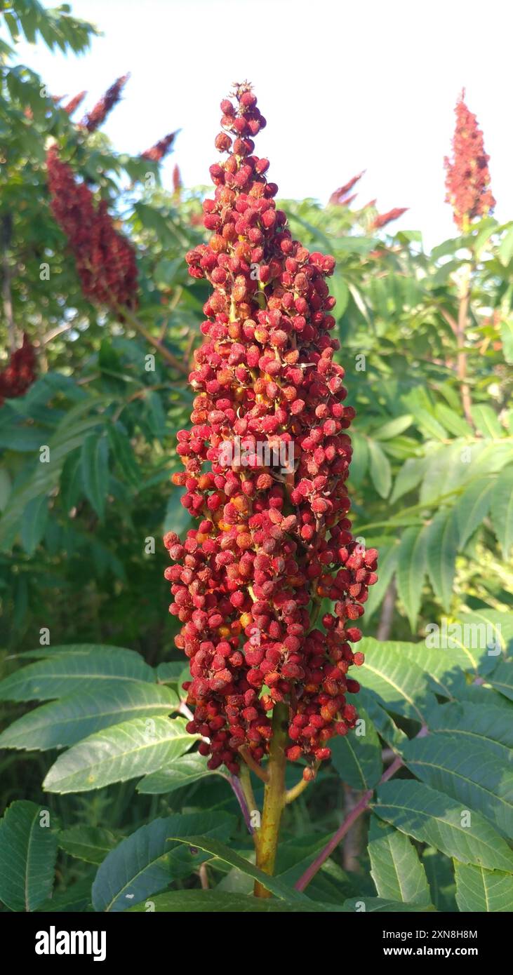 smooth sumac (Rhus glabra) Plantae Stock Photo - Alamy