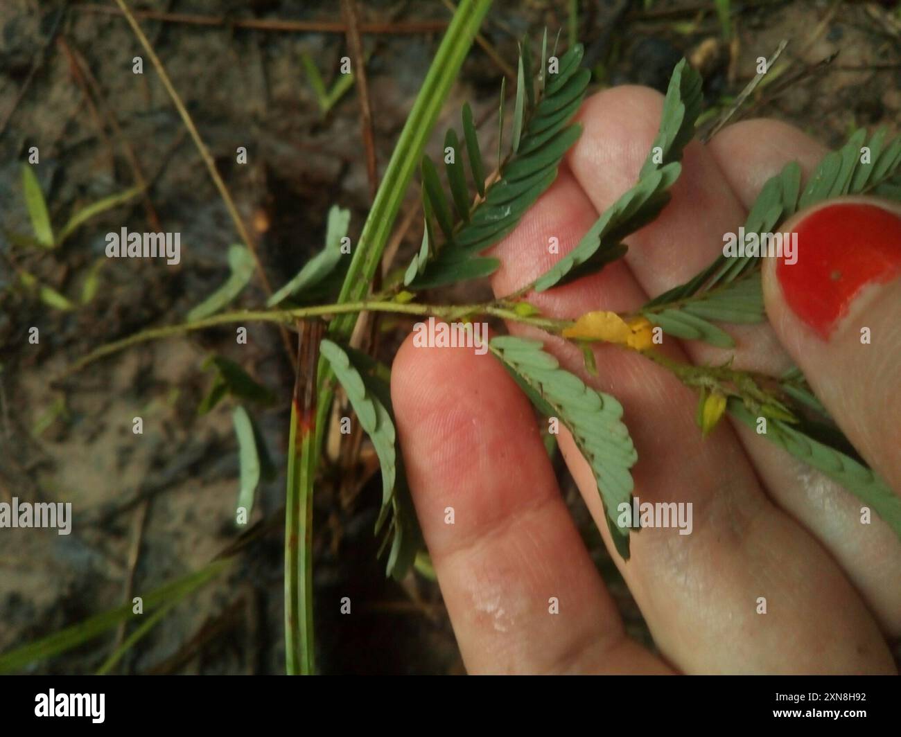 sensitive and partridge peas (Chamaecrista) Plantae Stock Photo - Alamy