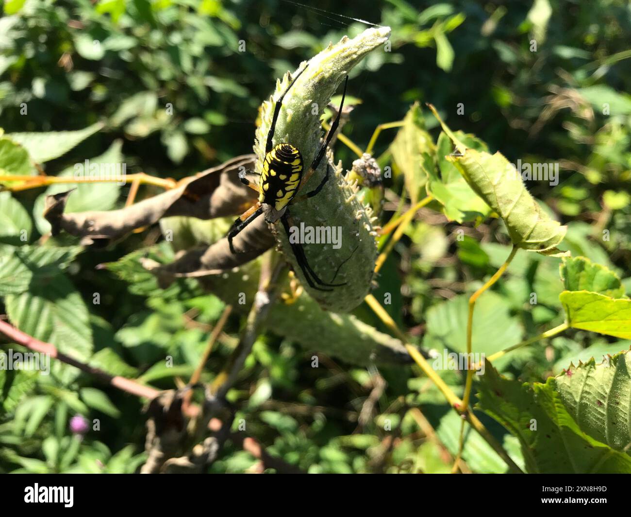 Yellow Garden Spider (Argiope aurantia) Arachnida Stock Photo - Alamy