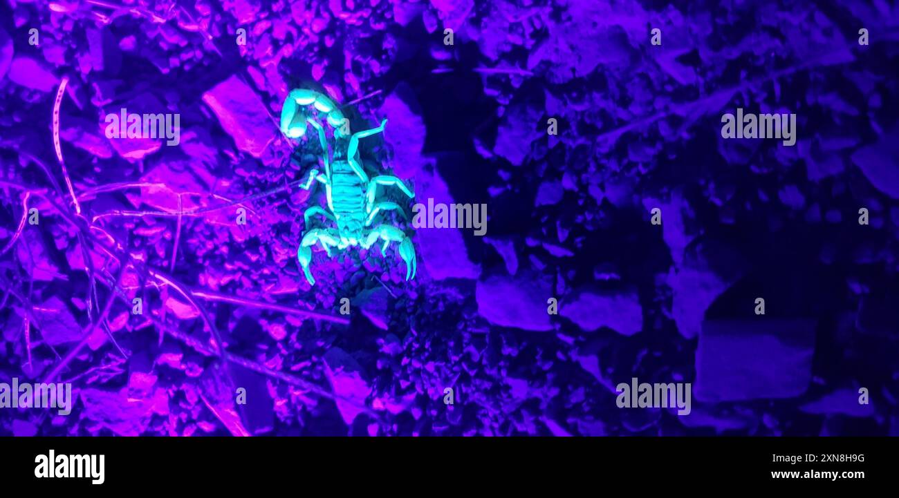 California common scorpion (Paruroctonus silvestrii) Arachnida Stock ...