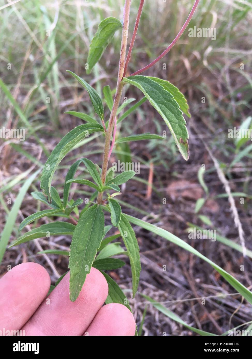 Candyleaf hi-res stock photography and images - Alamy