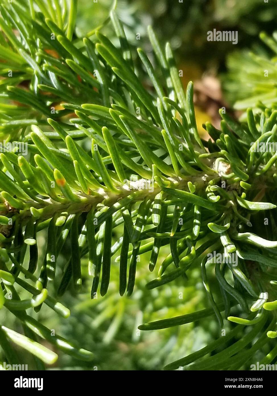 subalpine fir (Abies lasiocarpa) Plantae Stock Photo - Alamy