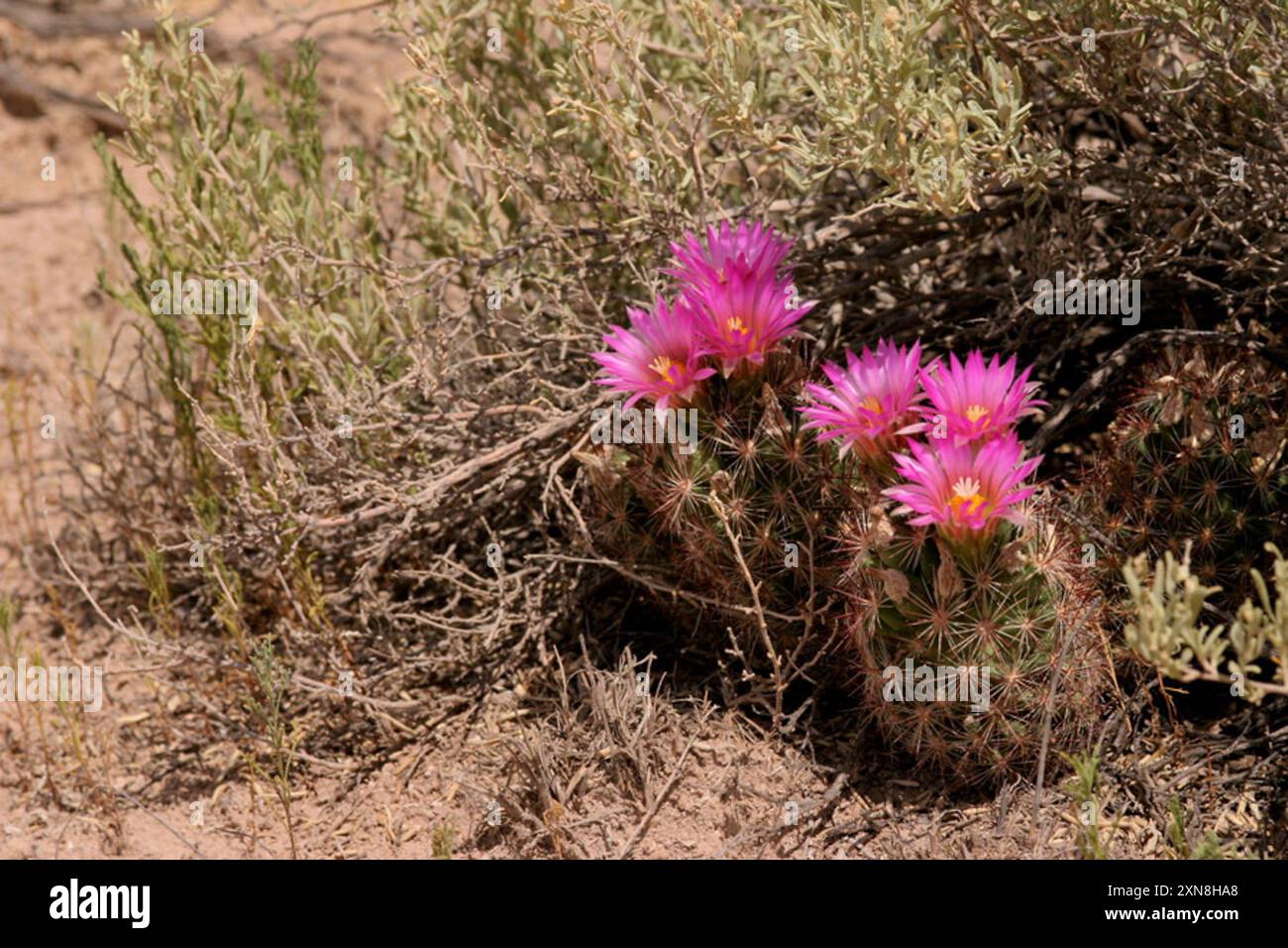 Spinystar (Escobaria vivipara) Plantae Stock Photo - Alamy