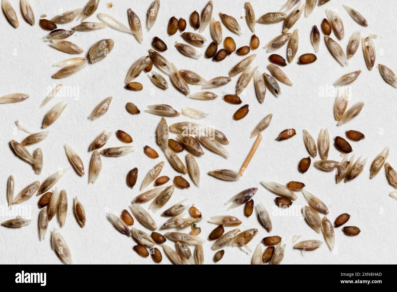 Alkali Sacaton (Sporobolus airoides) Plantae Stock Photo - Alamy