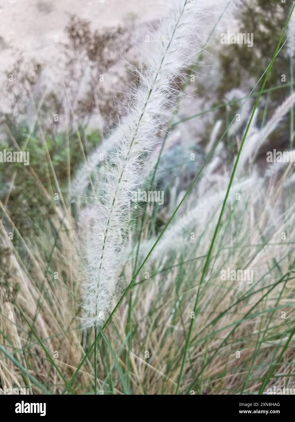 Fountain Grass (Cenchrus setaceus) Plantae Stock Photo - Alamy