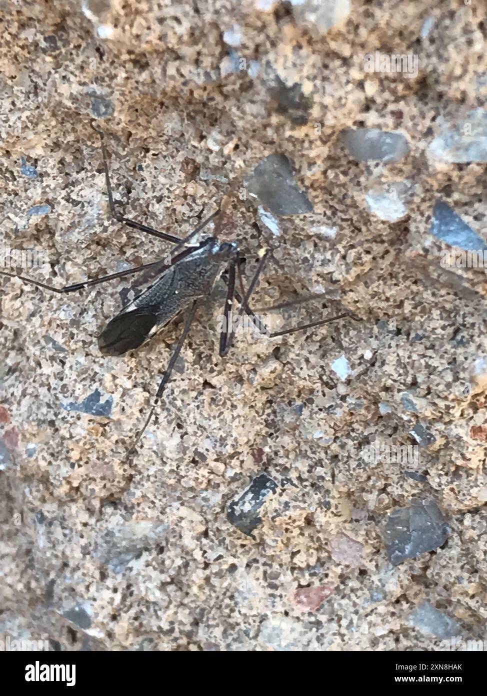 Four-spurred Assassin Bug (Zelus tetracanthus) Insecta Stock Photo - Alamy
