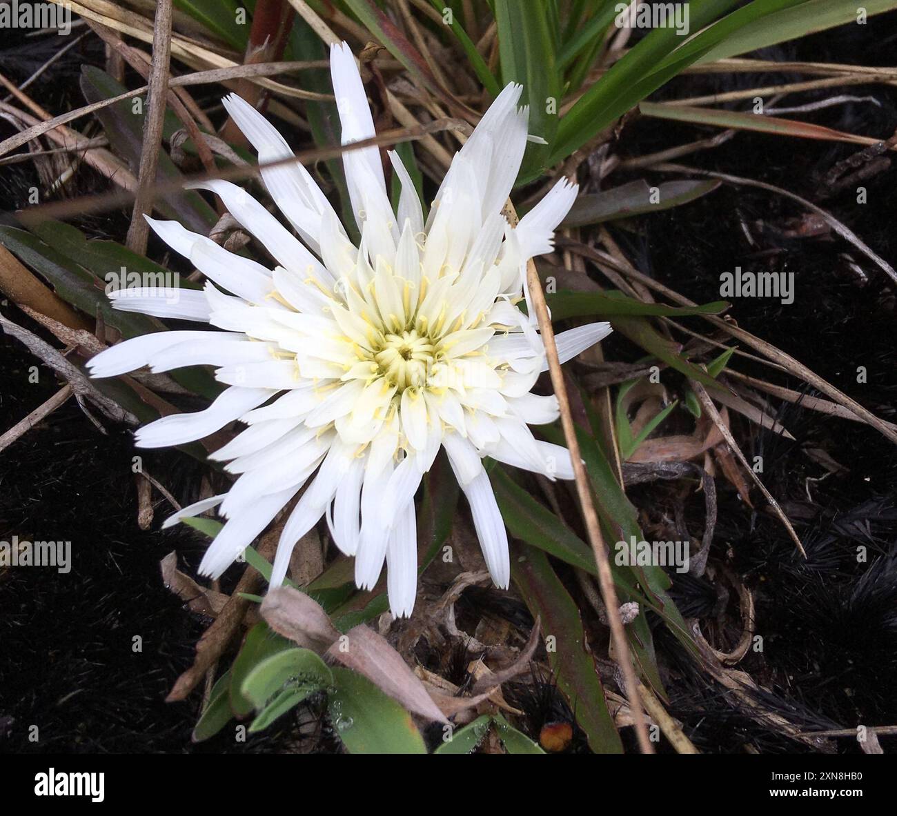 Chikku Chikku (Hypochaeris sessiliflora) Plantae Stock Photo - Alamy