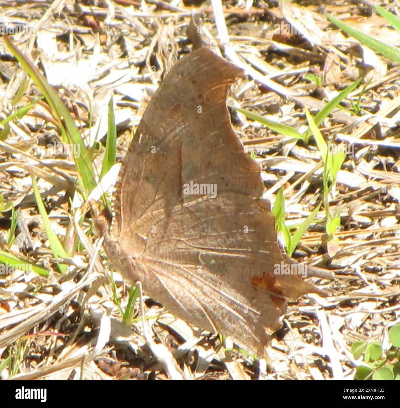Question Mark (Polygonia interrogationis) Insecta Stock Photo - Alamy