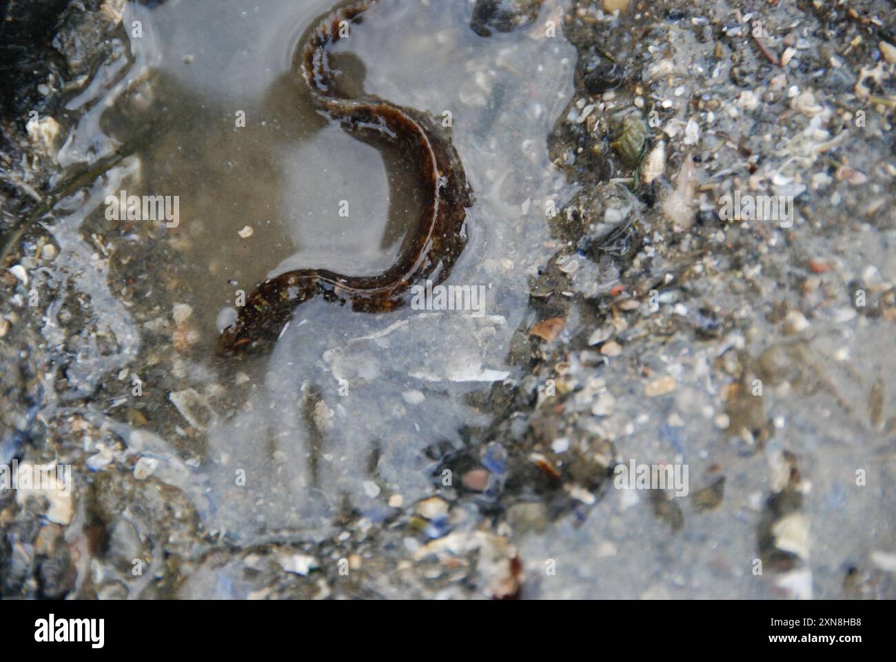Rock Gunnel (Pholis gunnellus) Actinopterygii Stock Photo - Alamy