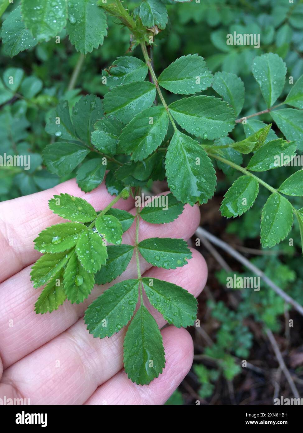 multiflora rose (Rosa multiflora) Plantae Stock Photo - Alamy